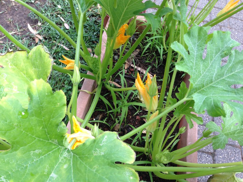 Fiori di Zucca – Zucchini Flowers from seed to plate | WINE FOR SOUL