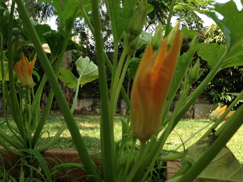 Fiori di Zucca – Zucchini Flowers from seed to plate | WINE FOR SOUL